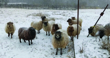 How to Care for Sheep Year-Round - Grit